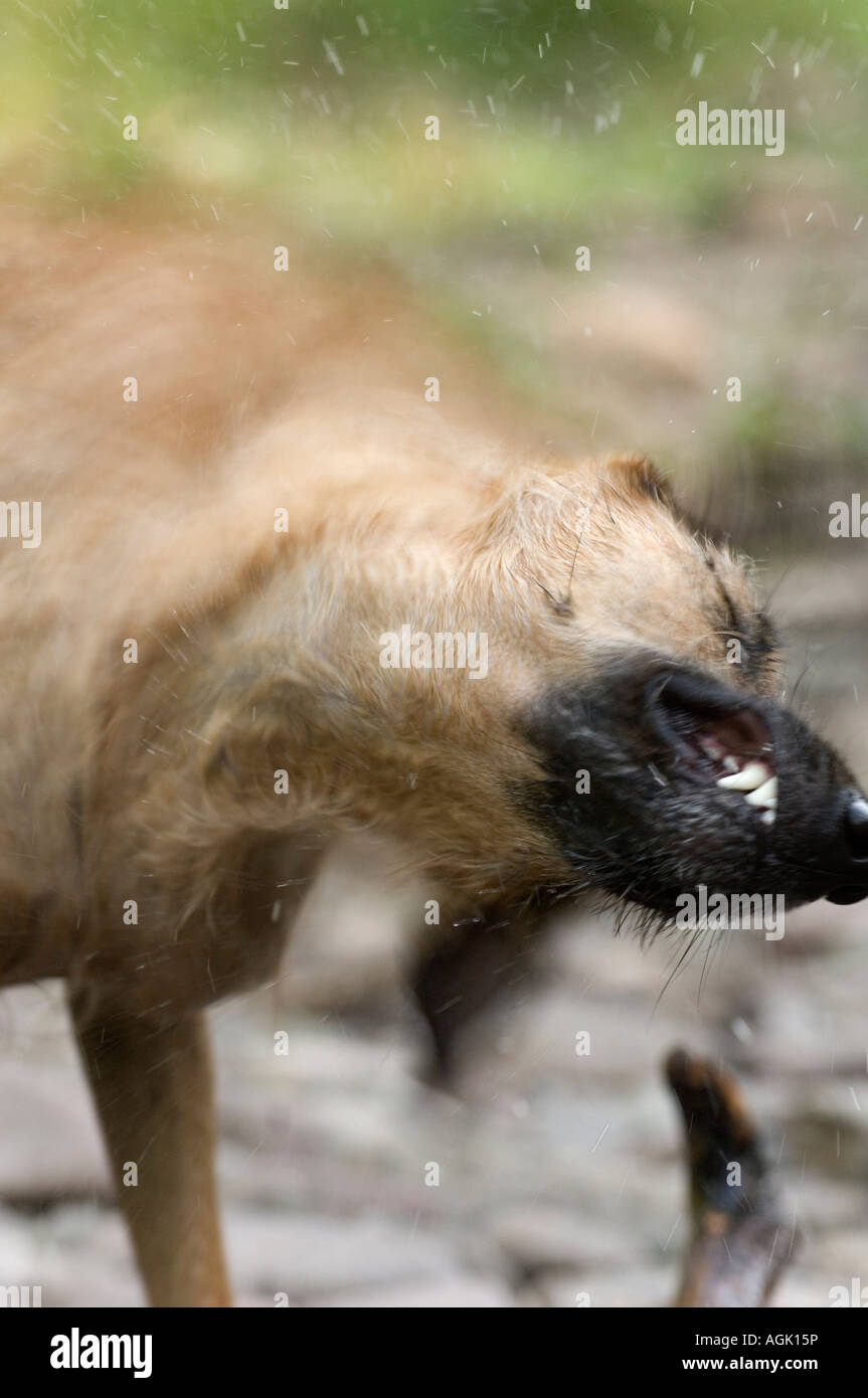 A dog shaking Stock Photo - Alamy