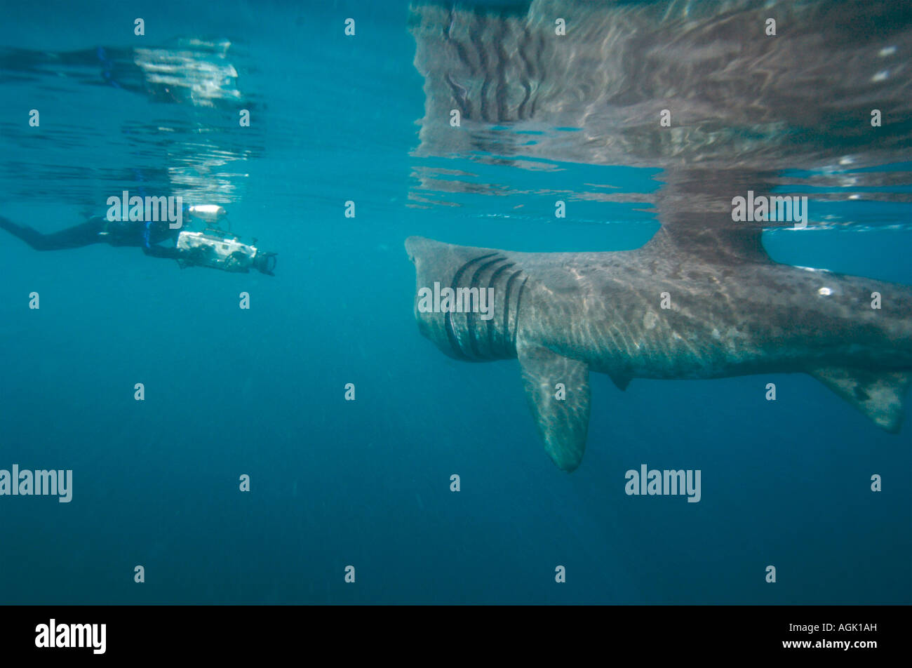 basking shark feeding in the UK Stock Photo - Alamy