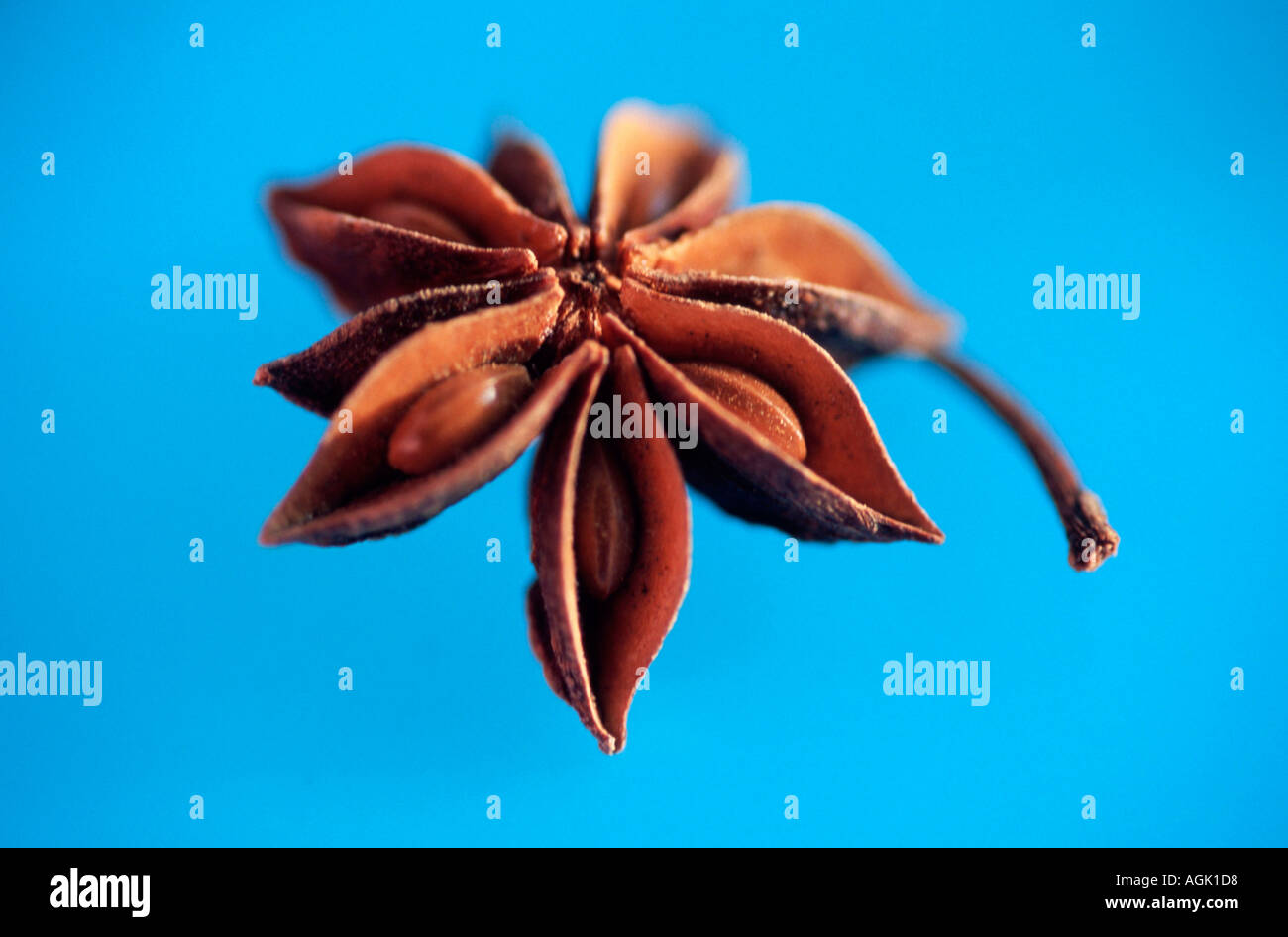 Illiciaceae hi-res stock photography and images - Alamy