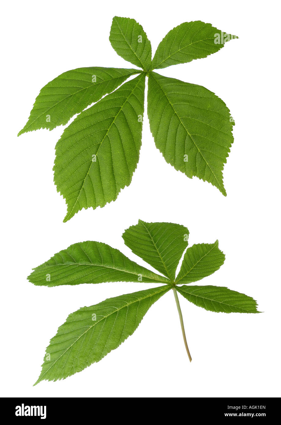 Common chestnut Cut Out Stock Images & Pictures - Alamy