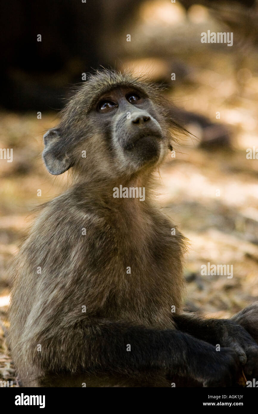 Baboon look hi-res stock photography and images - Alamy