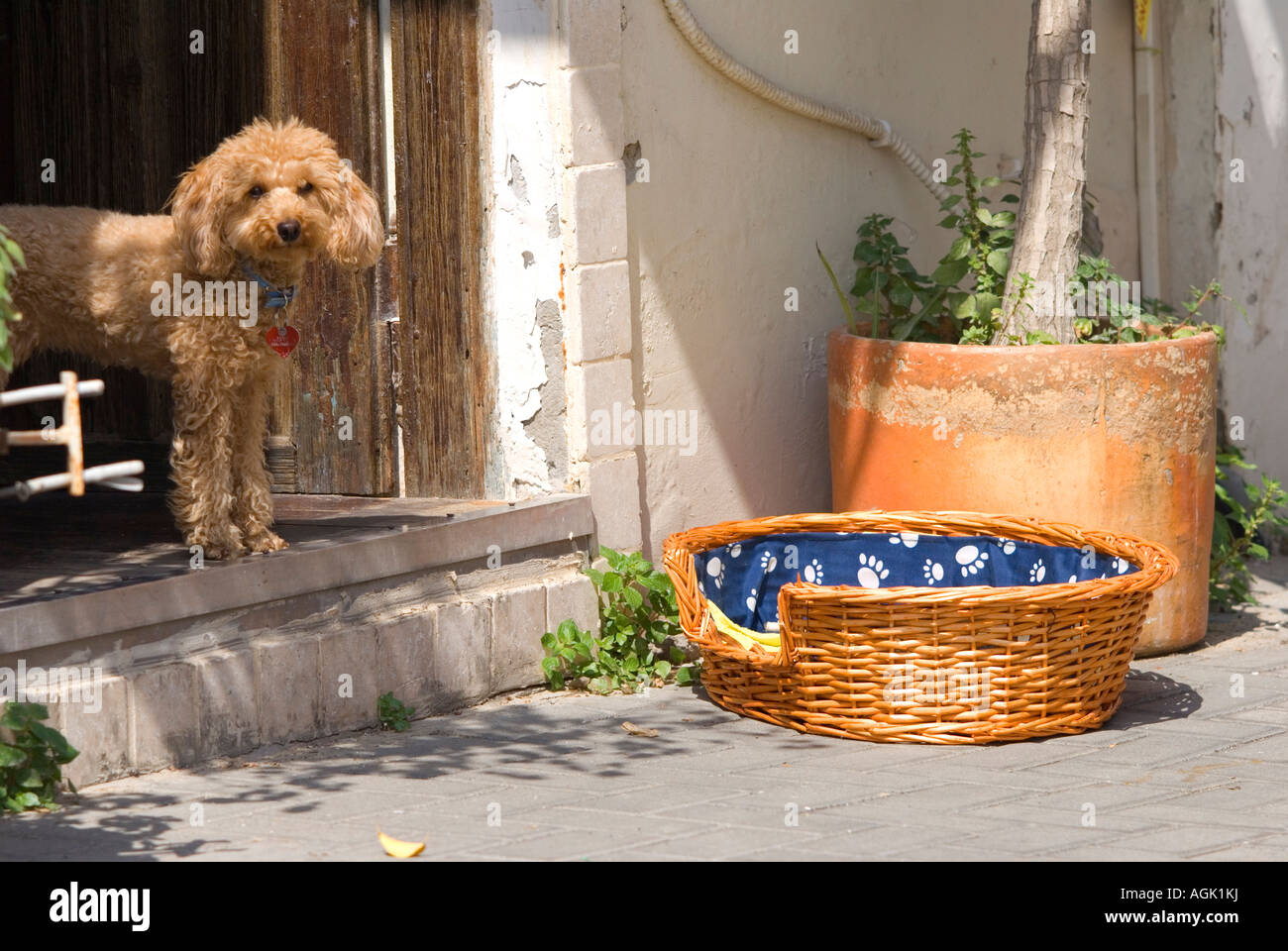 Dog in a door way Stock Photo - Alamy