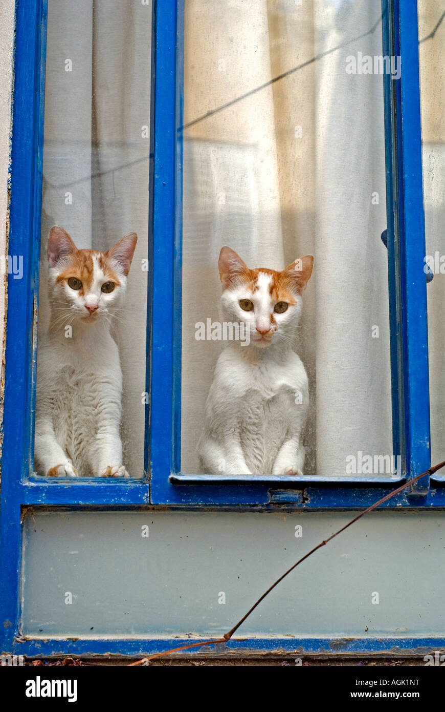 Two Cats in a window Stock Photo - Alamy