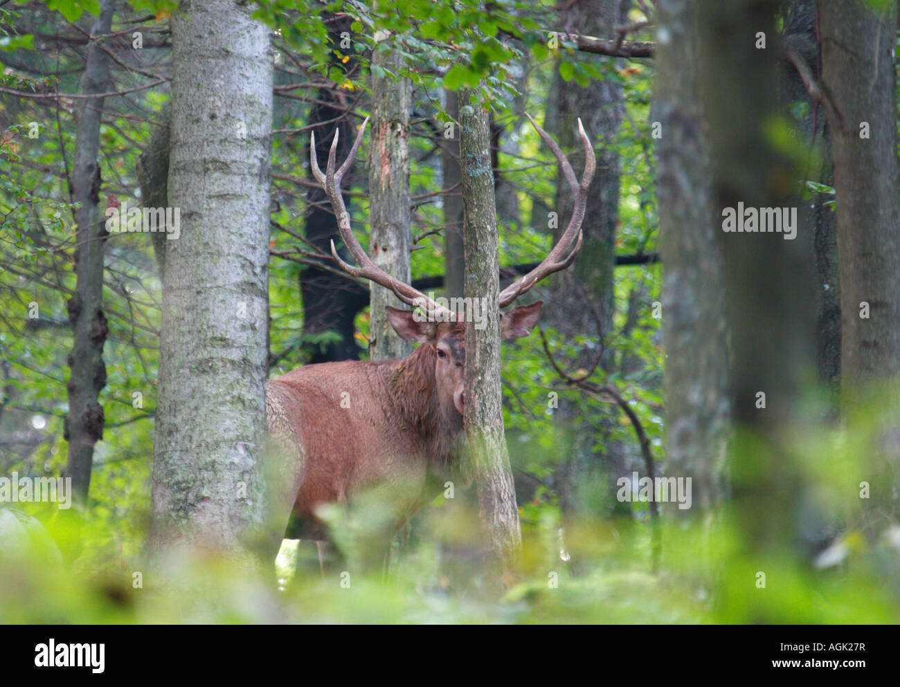 Red deer stag hiding behind a tree in Dinaric forest, Slovenia Stock ...