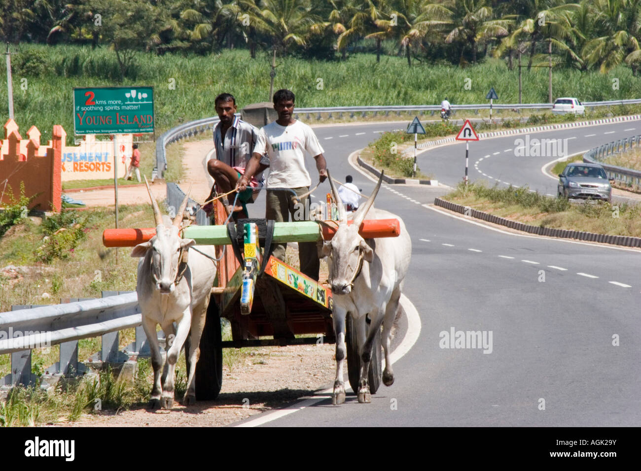 Cows on a highway between Bangalore and Mysore in Southern India Stock ...