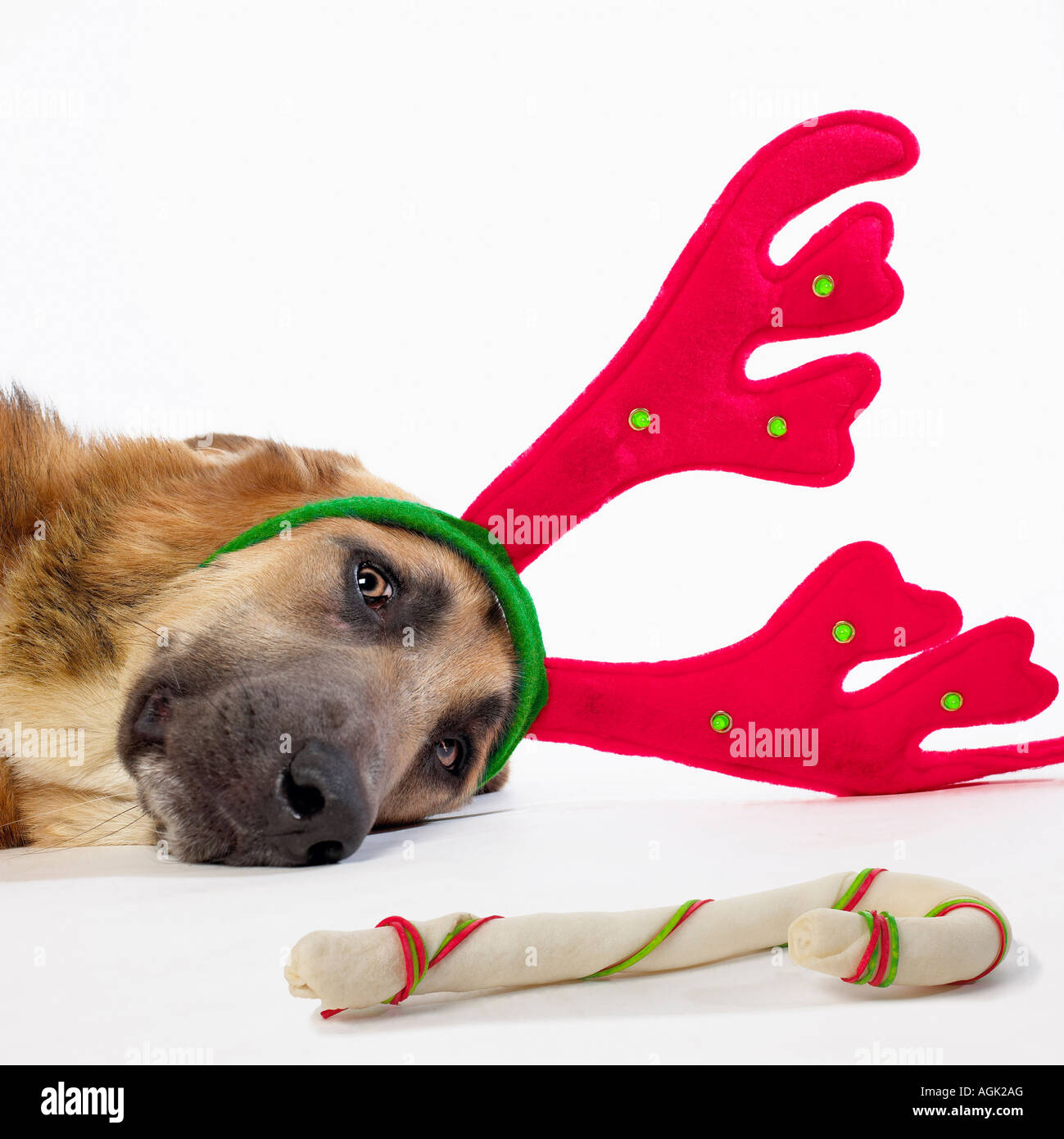 Dog as Rudolph reindeer staring at Christmas decorated rowhide bone ...