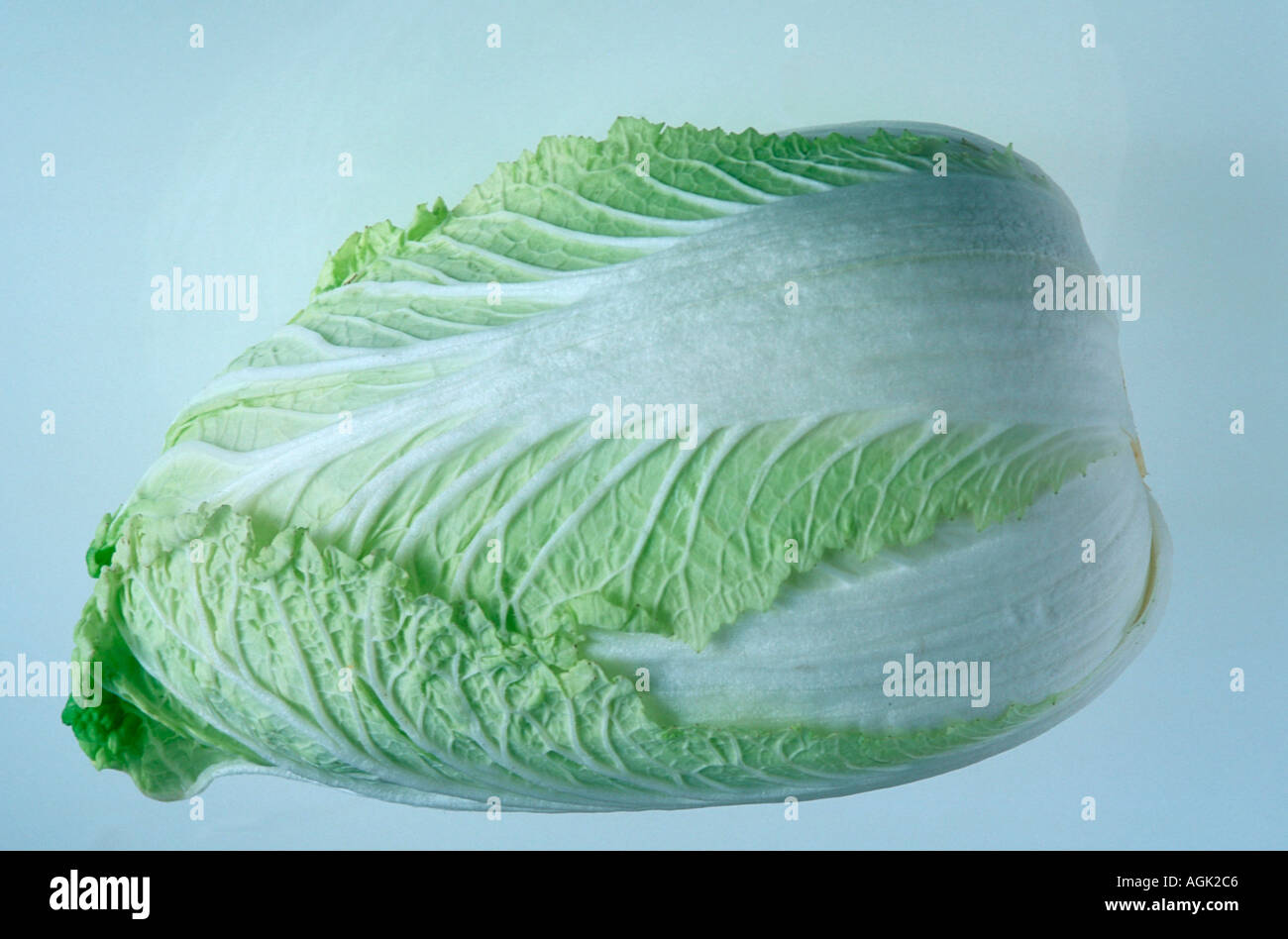 Chinese Cabbage Brassica pekinensis Chinakohl innen Studio indoor Stock ...