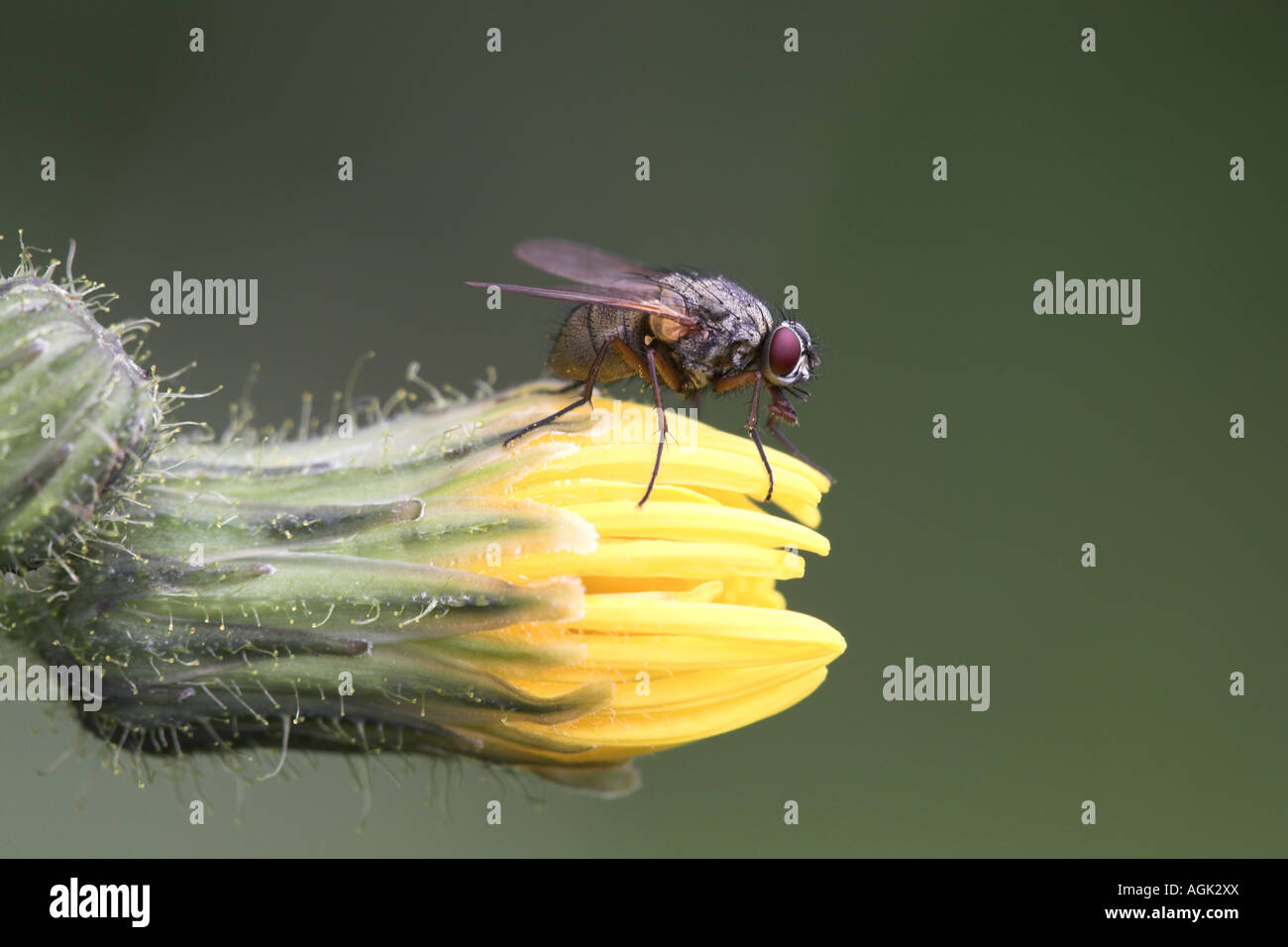 Fly Phaonia subventa on Corn Sow-thistle Sonchus arvensis @ Potteric ...