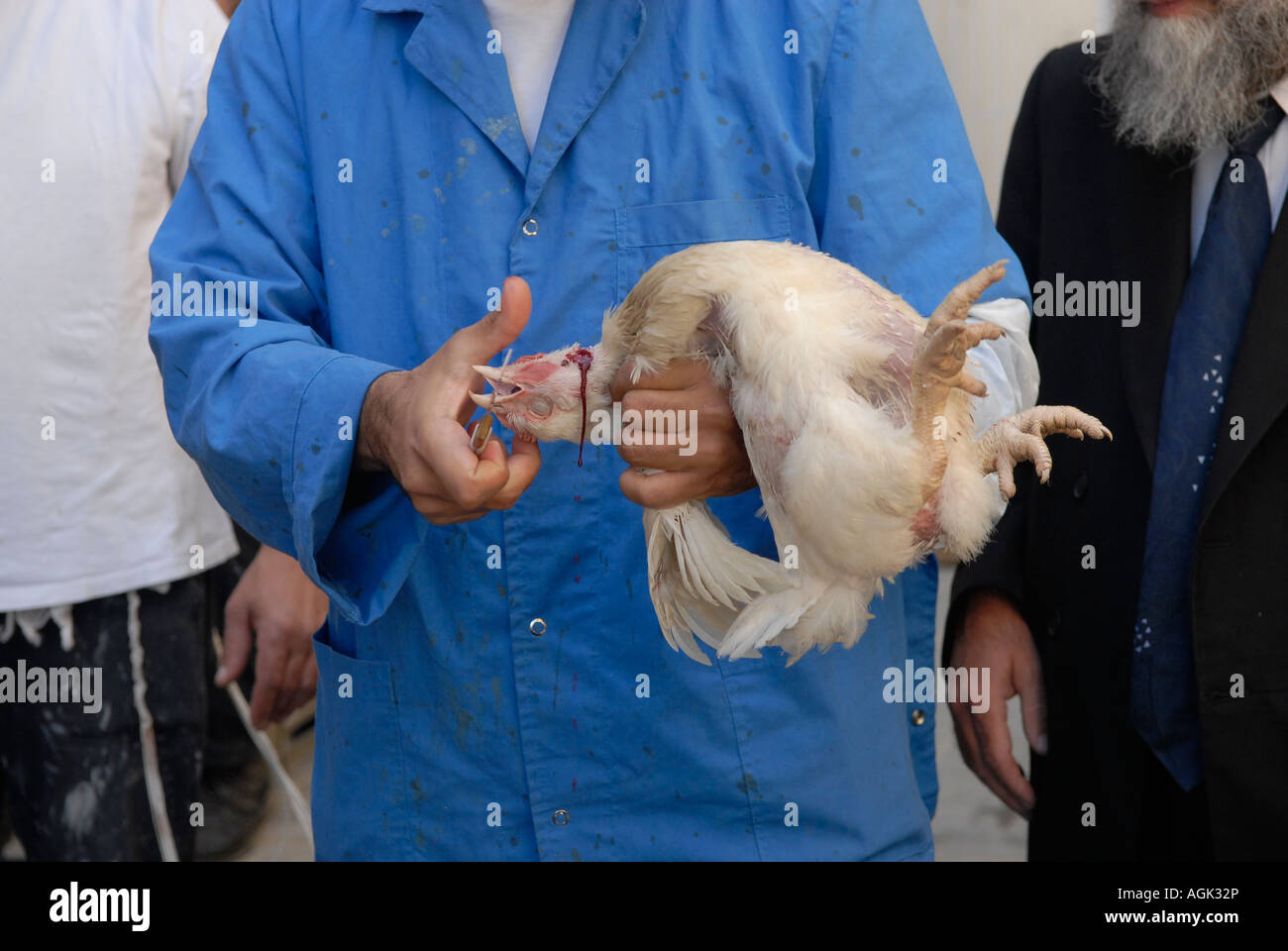 A Jew slaughtering chicken at the market in Mea Shearim neighborhood ...
