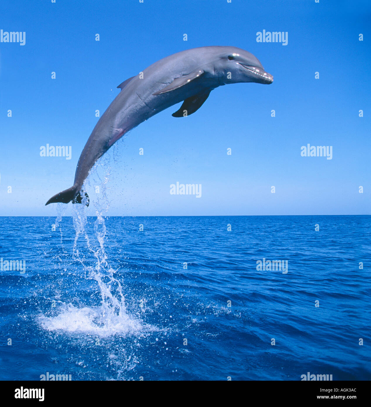 Bottle nosed Dolphin jumping Honduras Central America Stock Photo - Alamy