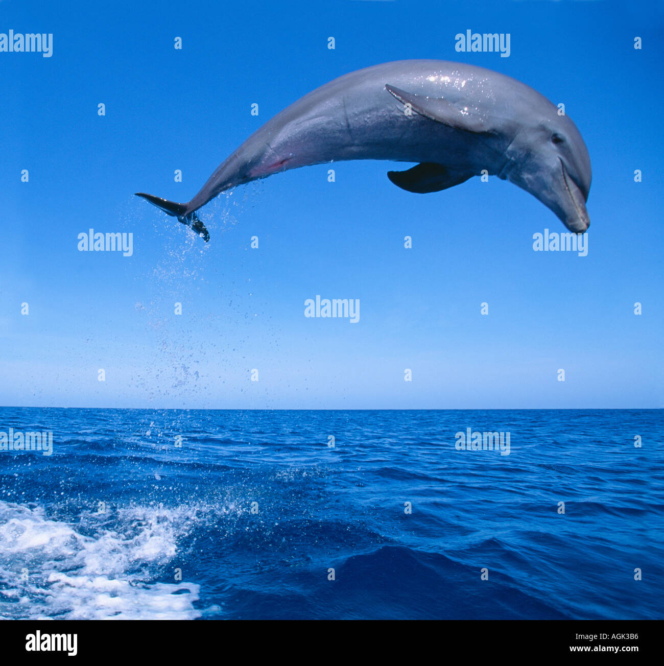 Bottle nosed dolphin hi-res stock photography and images - Alamy