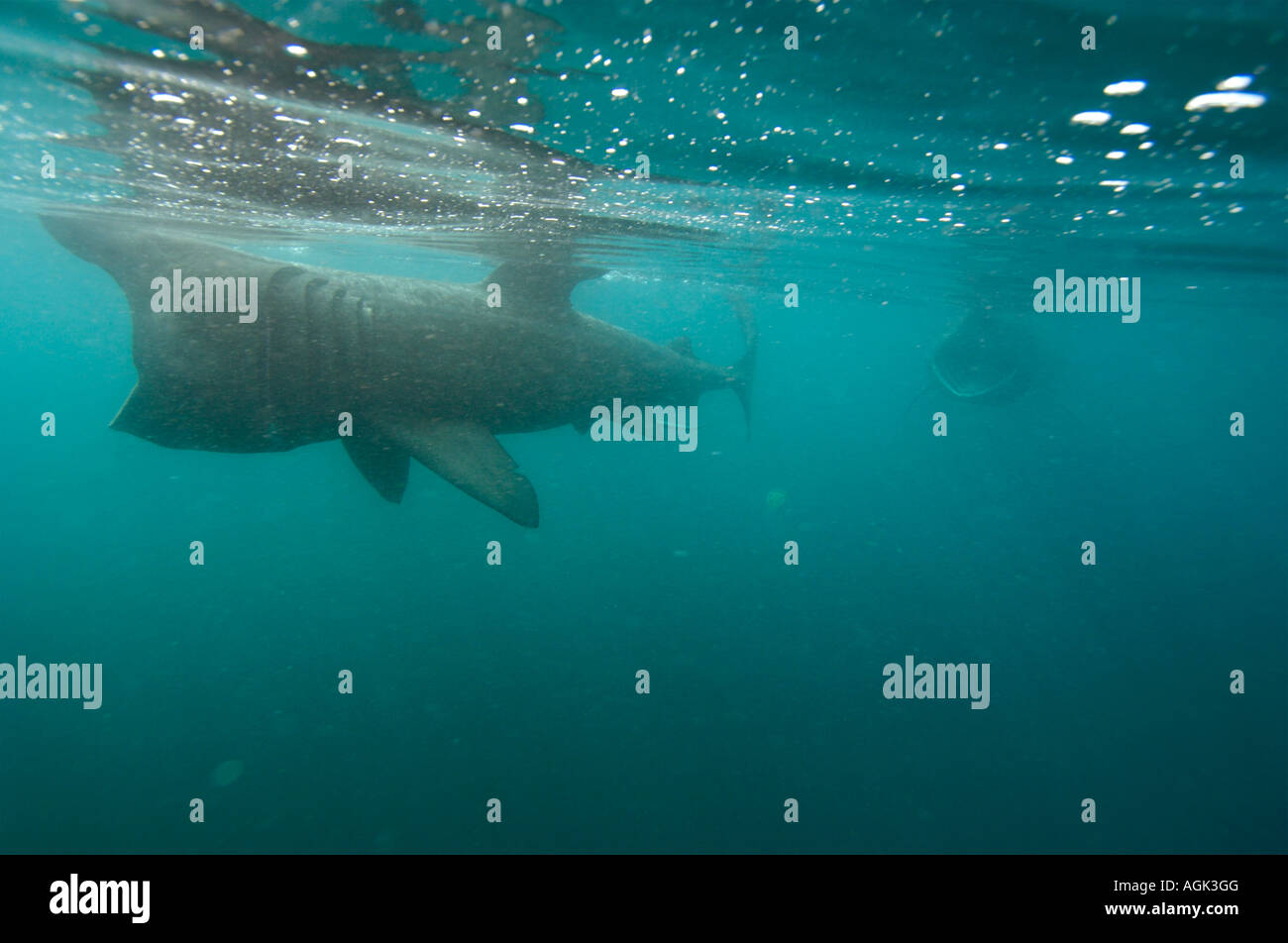 basking shark feeding in the UK Stock Photo - Alamy