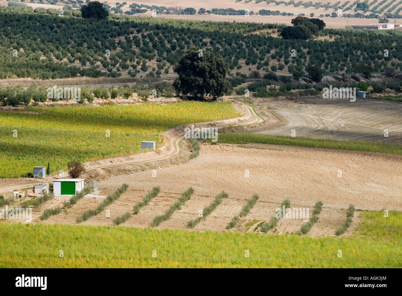 Olive harvest spain hi-res stock photography and images - Alamy