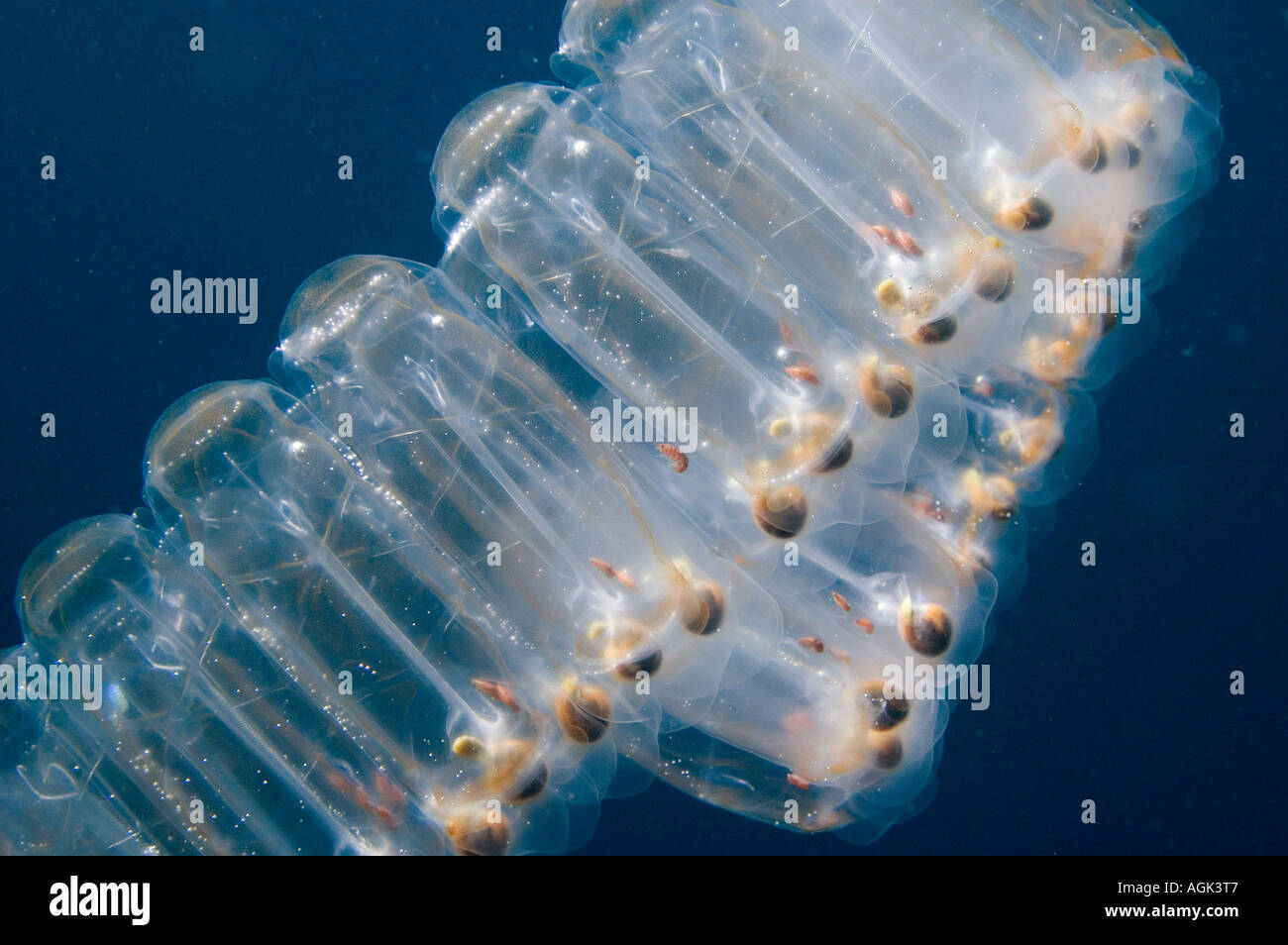 Deep sea trench hi-res stock photography and images - Alamy