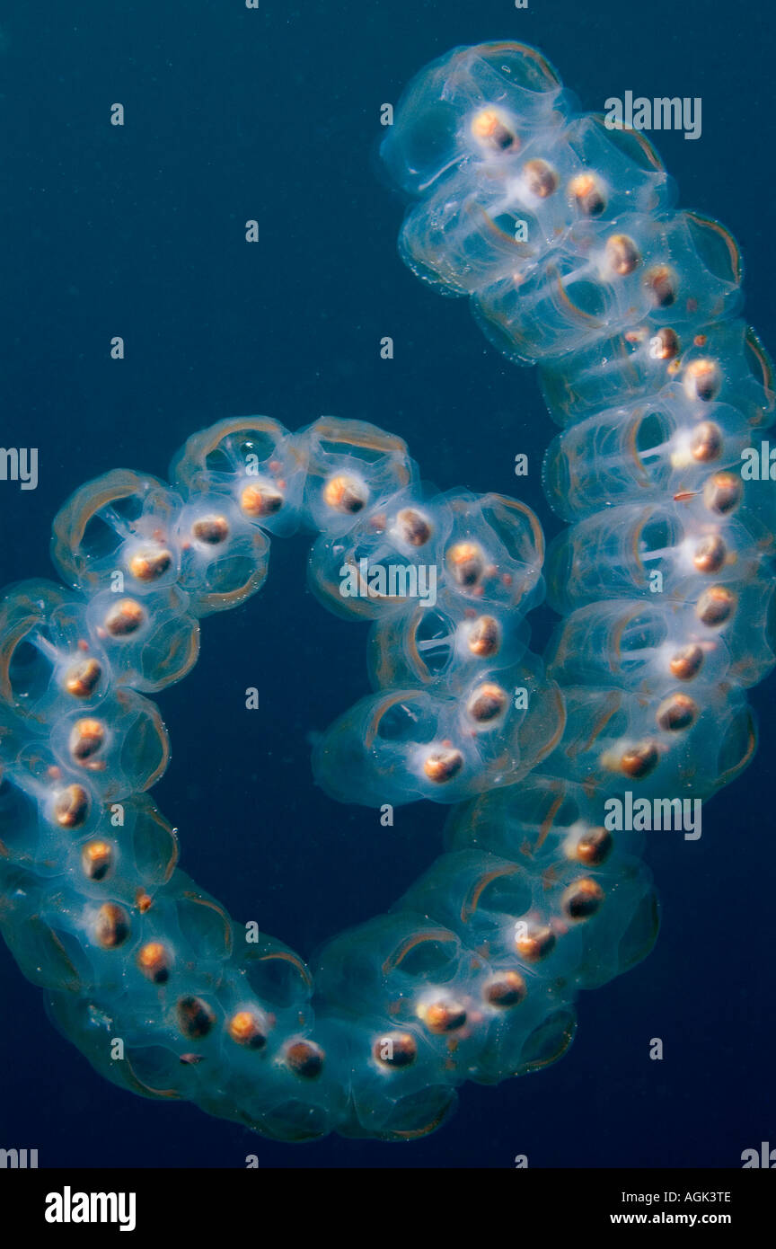Salps plankton hi-res stock photography and images - Alamy