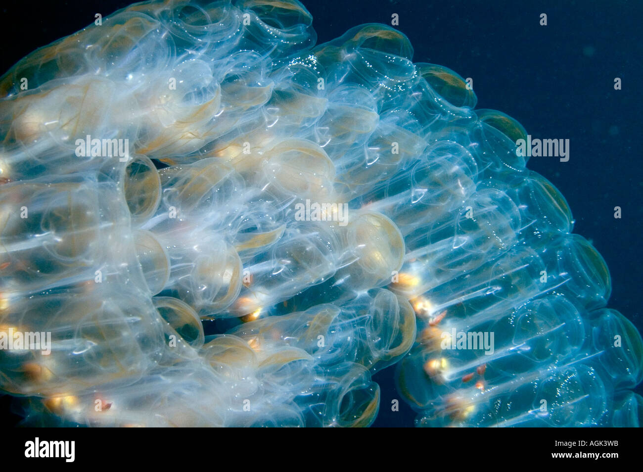 Deep trench underwater hi-res stock photography and images - Alamy
