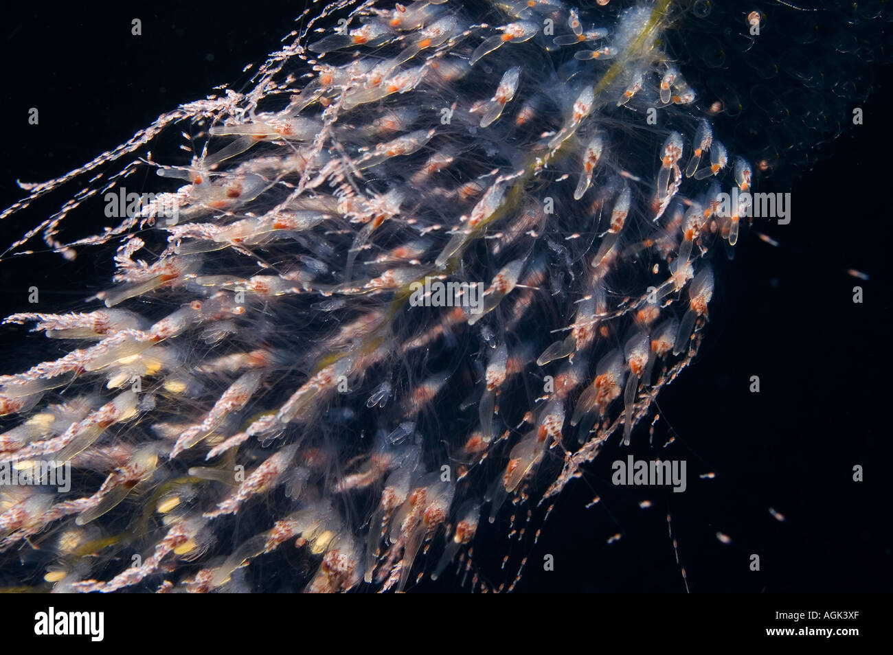 Deep trench underwater hi-res stock photography and images - Alamy