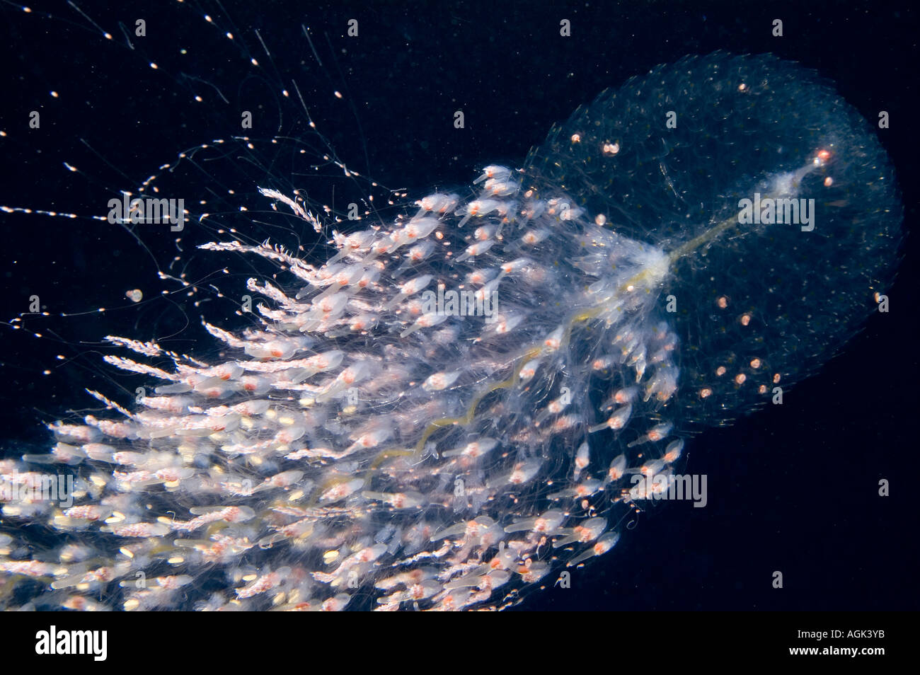 Deep trench underwater hi-res stock photography and images - Alamy