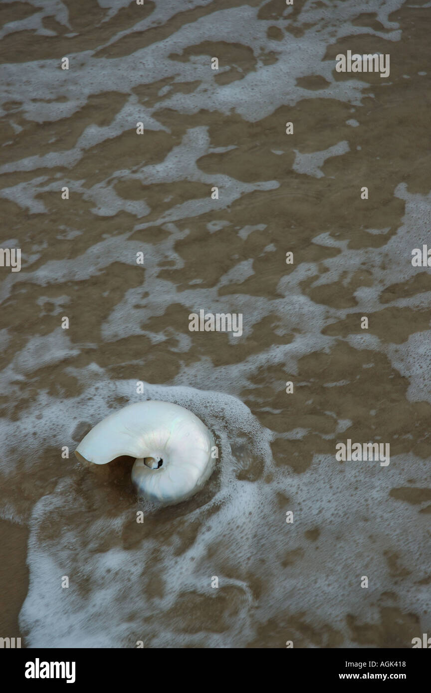 Nautilus shell washed up on beach Queensland Australia dsc 6413 Stock ...