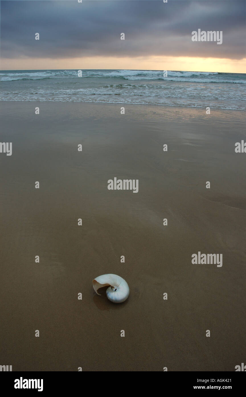 Nautilus shell in blue sea wave hi-res stock photography and images - Alamy