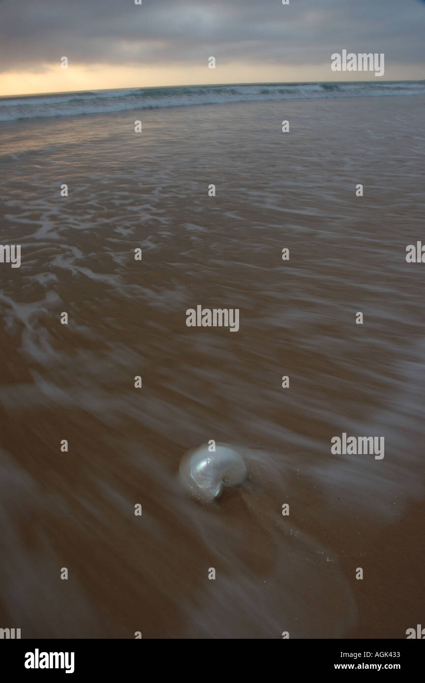 Nautilus shell washed up on beach Queensland Australia dsc 6441 Stock ...