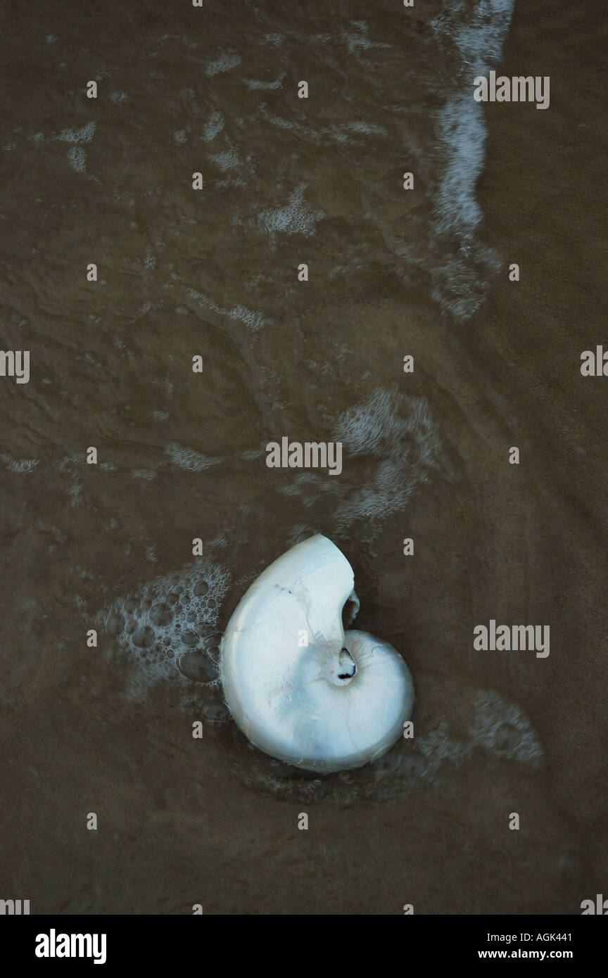 Nautilus shell washed up on beach Queensland Australia dsc 6459 Stock ...