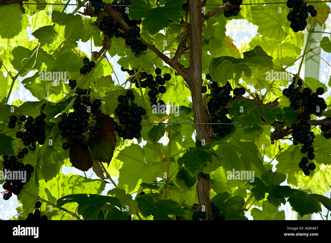 Bunches of grapes Stock Photo - Alamy