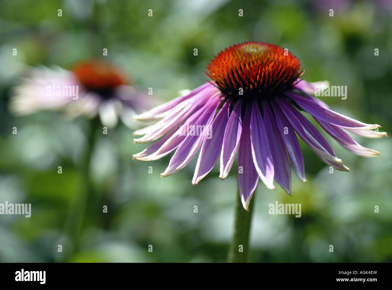 echinacea flowers with petals pointing down landscape format subject in ...
