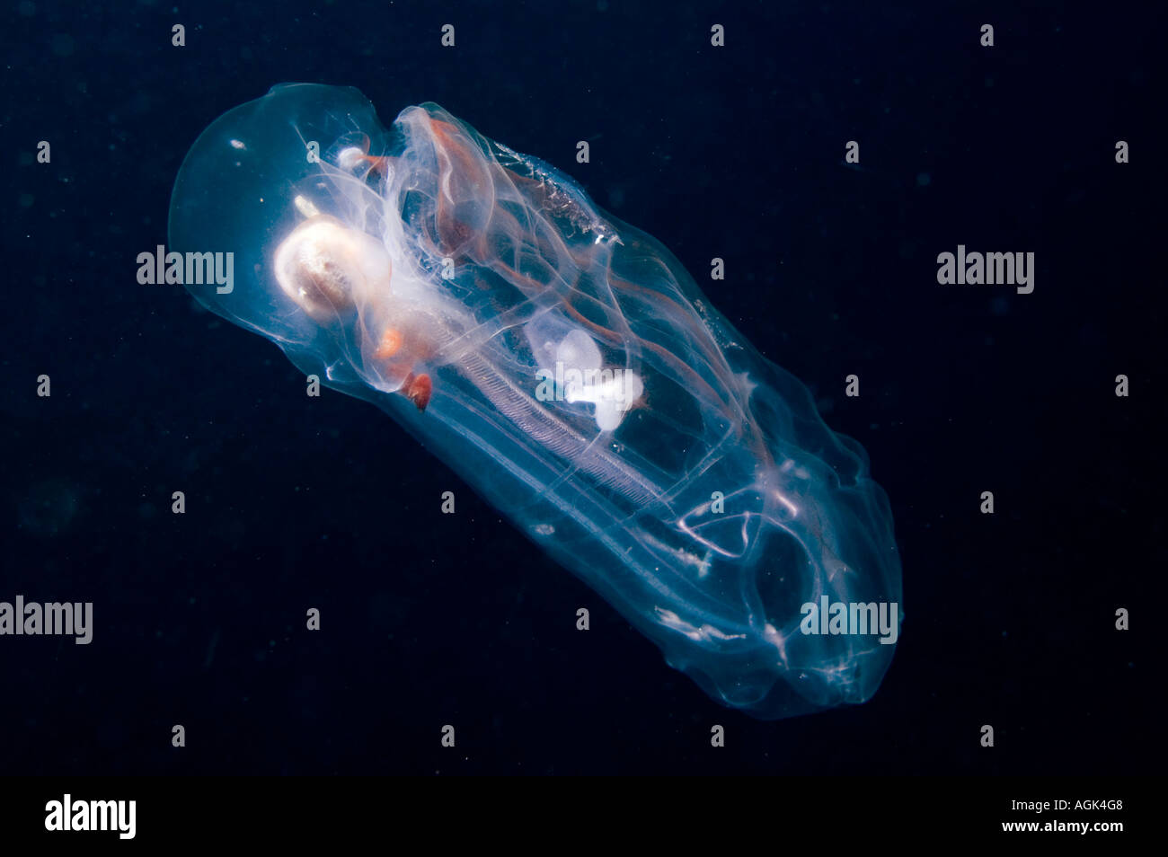 Deep trench underwater hi-res stock photography and images - Alamy