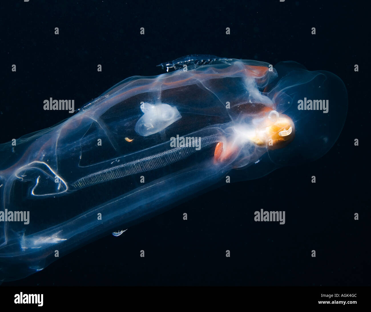Salp host hi-res stock photography and images - Alamy