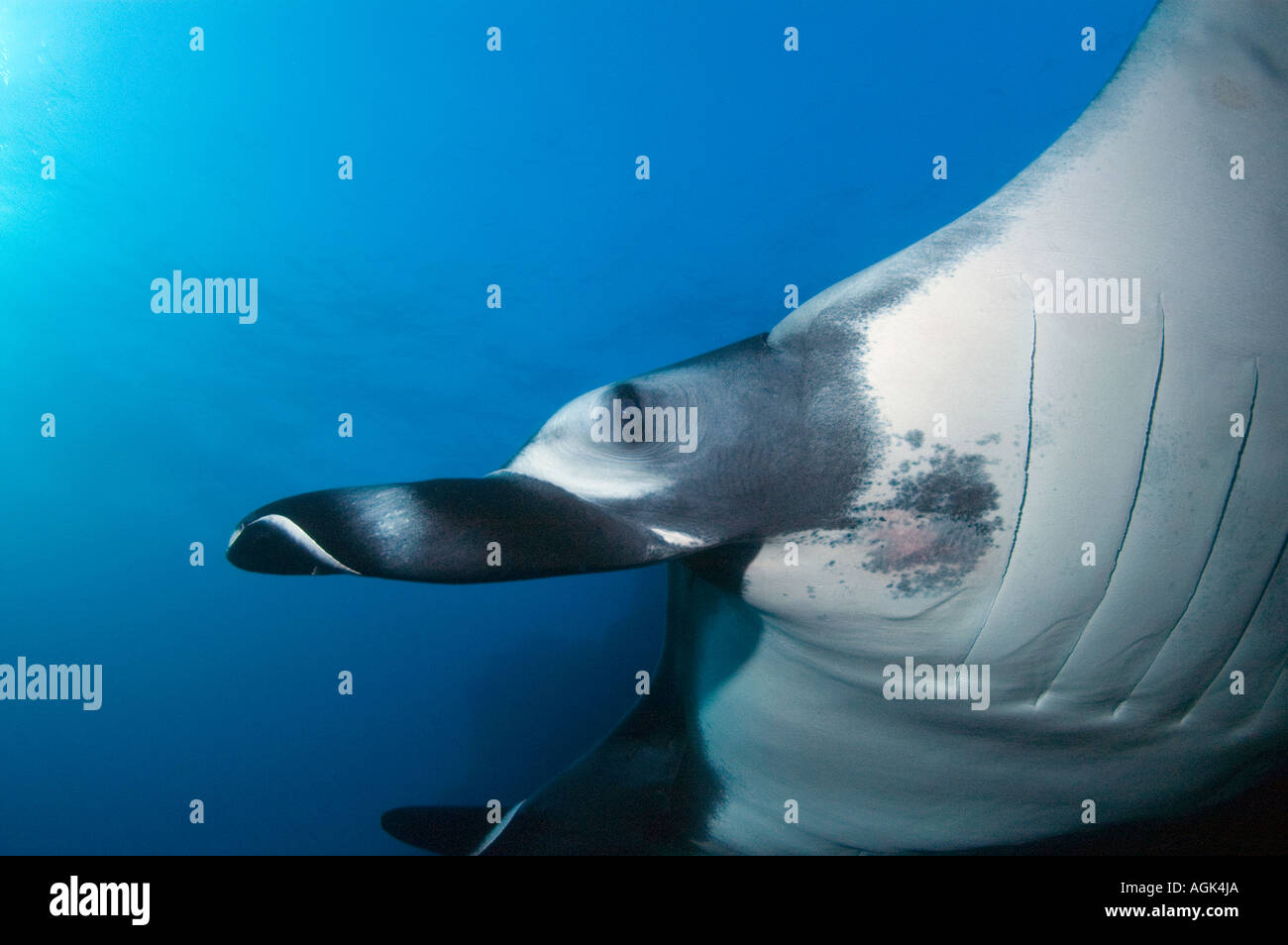 Chevron Manta Ray Stock Photo - Alamy