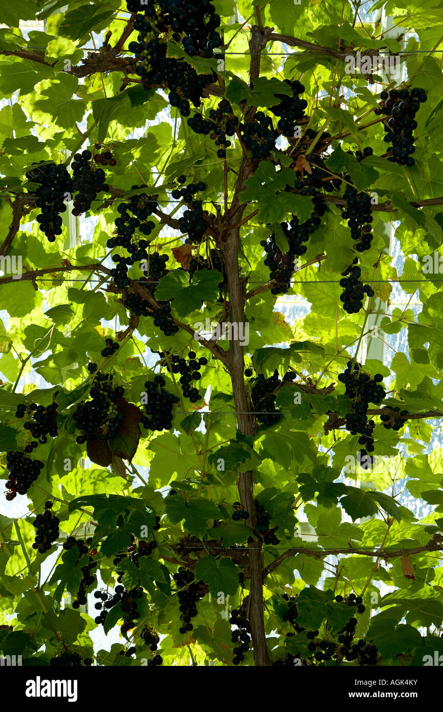 Bunches of grapes Stock Photo - Alamy