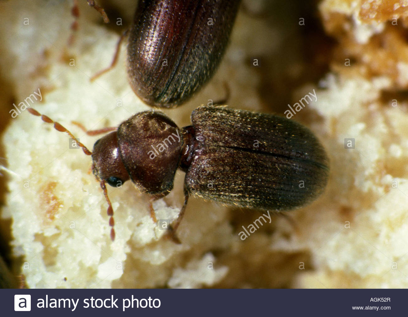 Biscuit Beetle On Biscuit Stock Photos & Biscuit Beetle On Biscuit ...