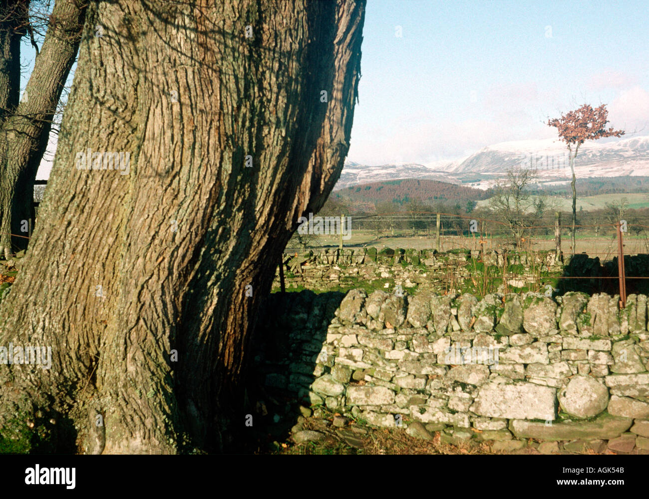 Perthshire big trees hi-res stock photography and images - Alamy