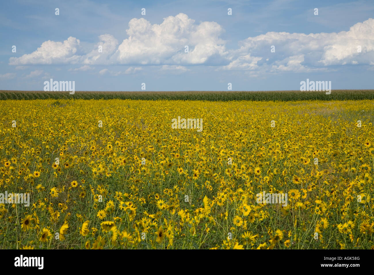 Field of Yellow Flowers Stock Photo - Alamy
