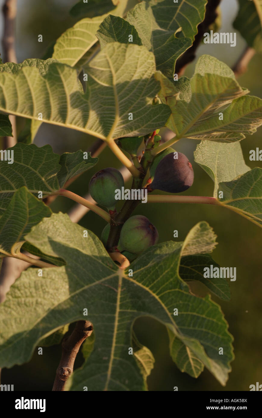 Close up of the fruit and leaves of a fig tree Stock Photo - Alamy