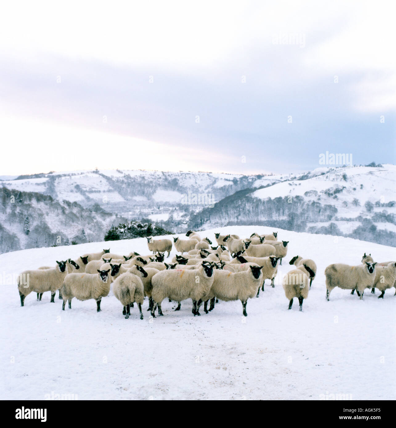 Beulah speckled face sheep on top of snow covered hill in winte ...
