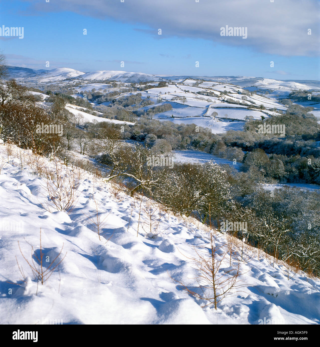 Winter landscape with larch tree plantation Llanwrda Carmarthenshire ...
