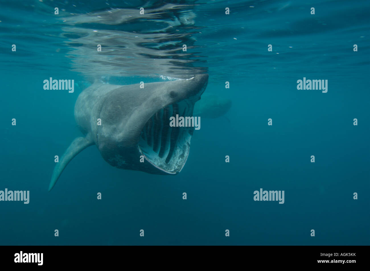Basking shark gill rakers hi-res stock photography and images - Alamy