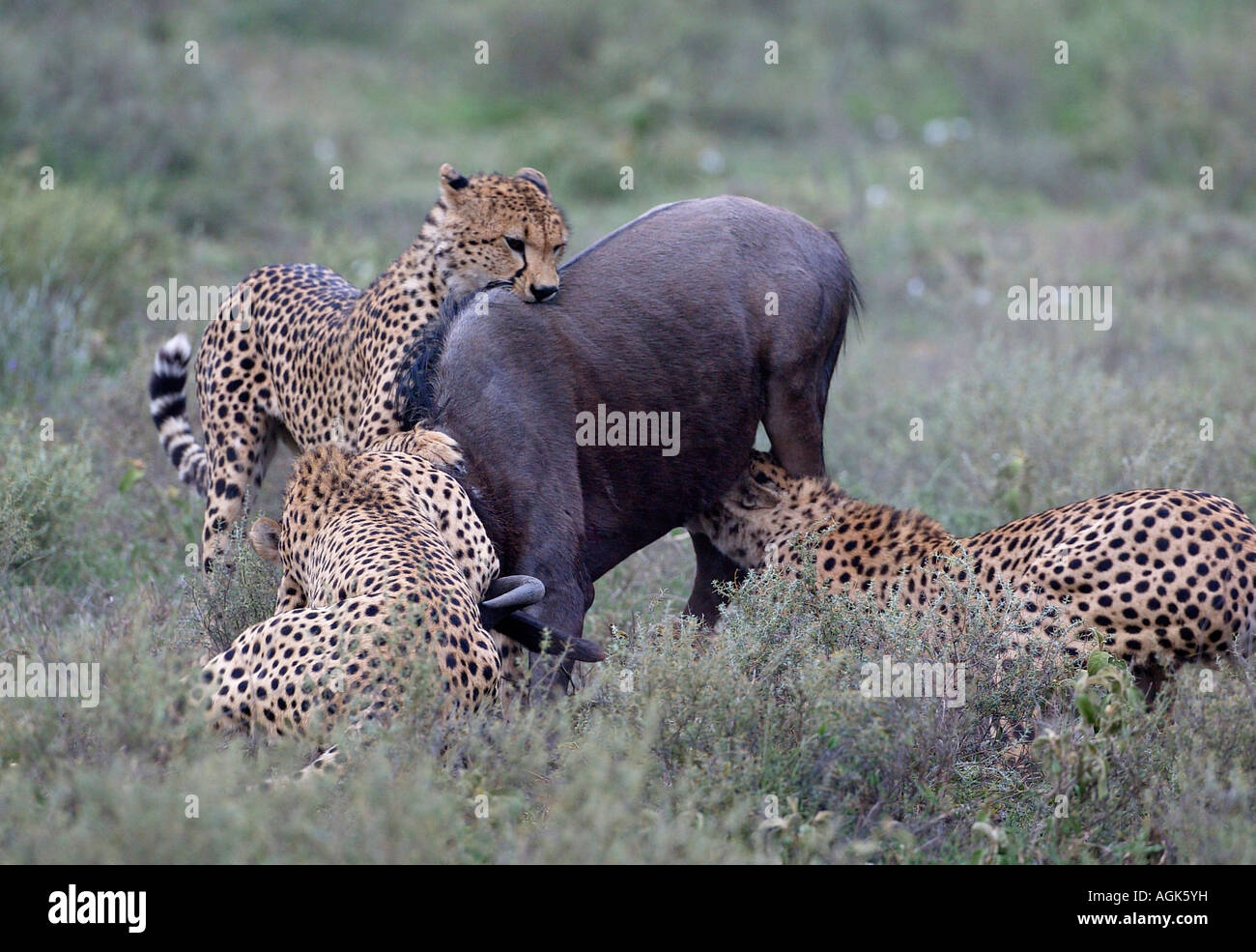 Africa, Tanzania. Cheetahs killing wildebeest Stock Photo - Alamy