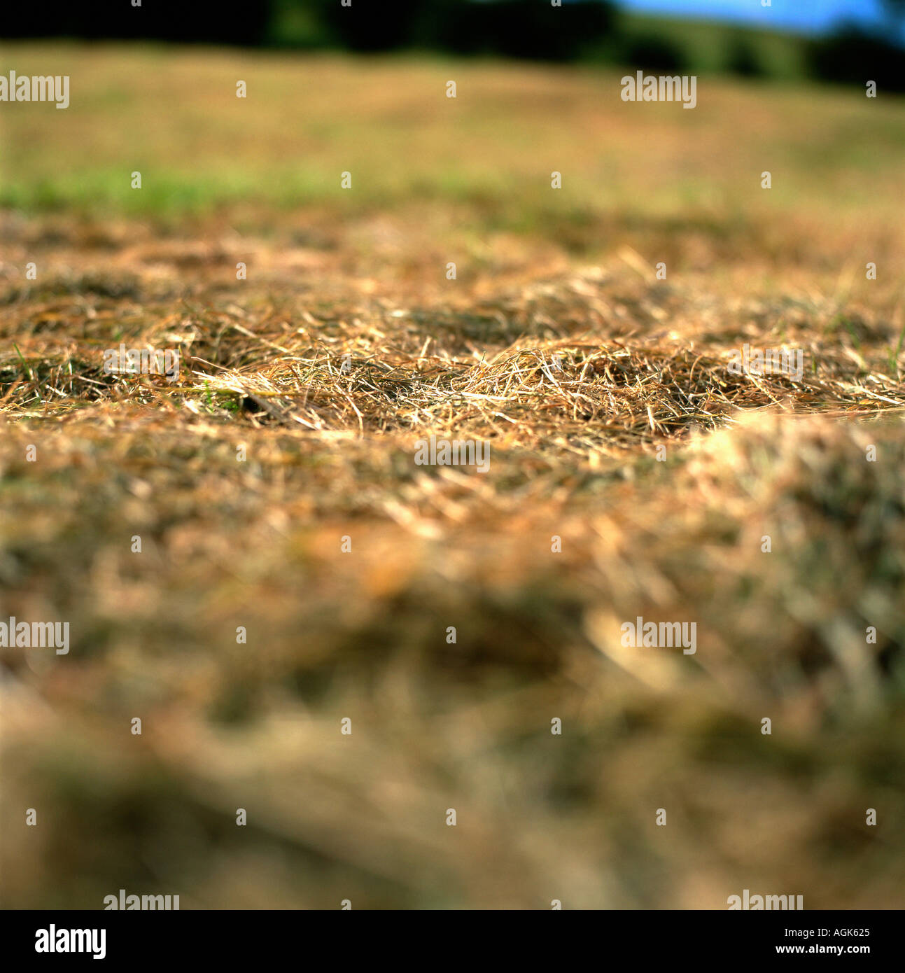 Ground level view dry grass hi-res stock photography and images - Alamy