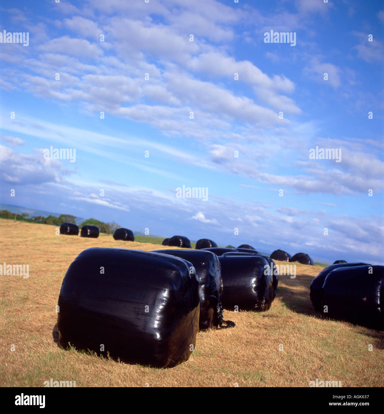 Making round bales silage hi-res stock photography and images - Alamy