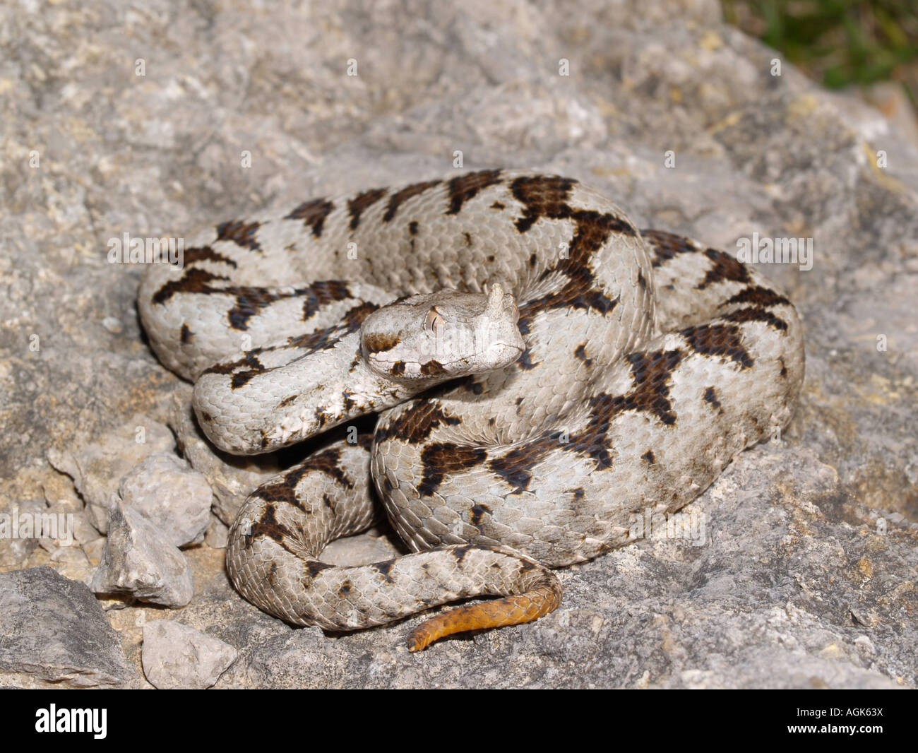 European Long Nose Viper High Resolution Stock Photography and Images ...