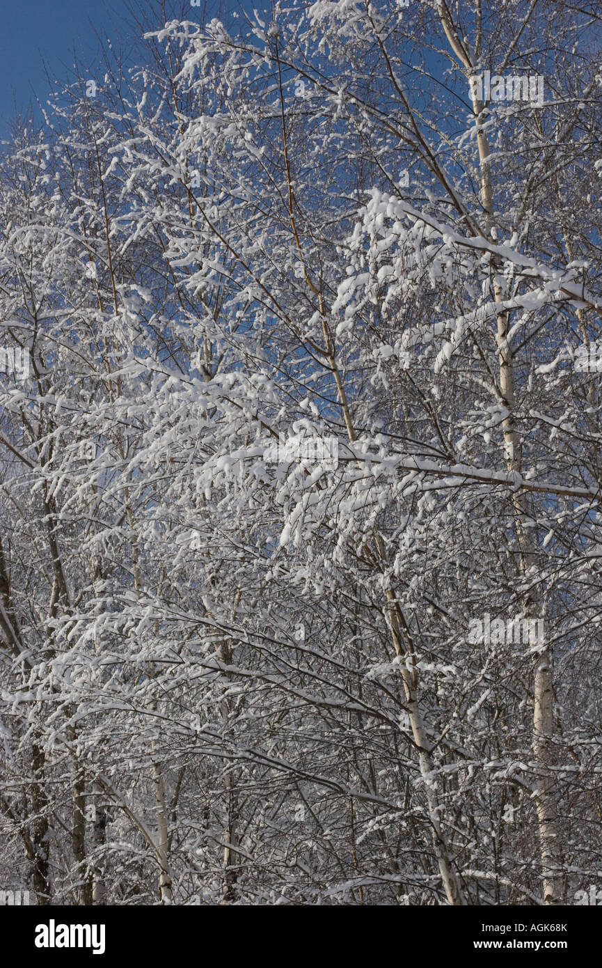 Snow-clad snow-covered forest wood tree and the blue sky nice landscape ...