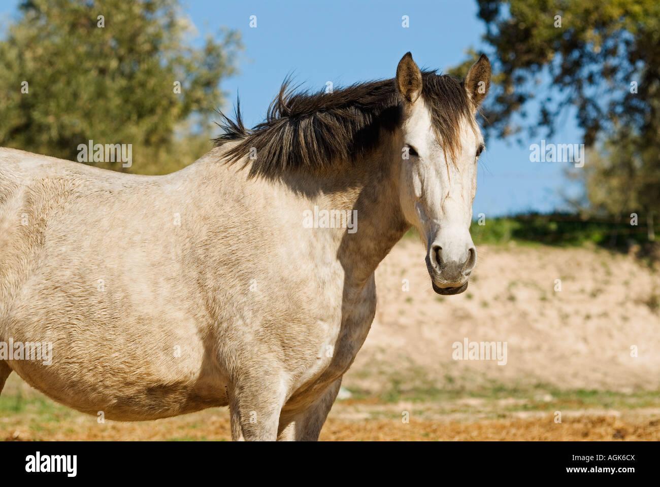 Pure bred spanish horse hi-res stock photography and images - Alamy
