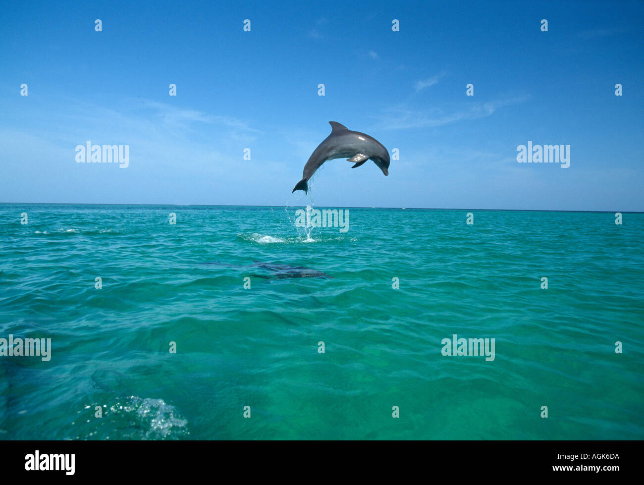 Bottle nosed Dolphin jumping Honduras Central America Stock Photo - Alamy