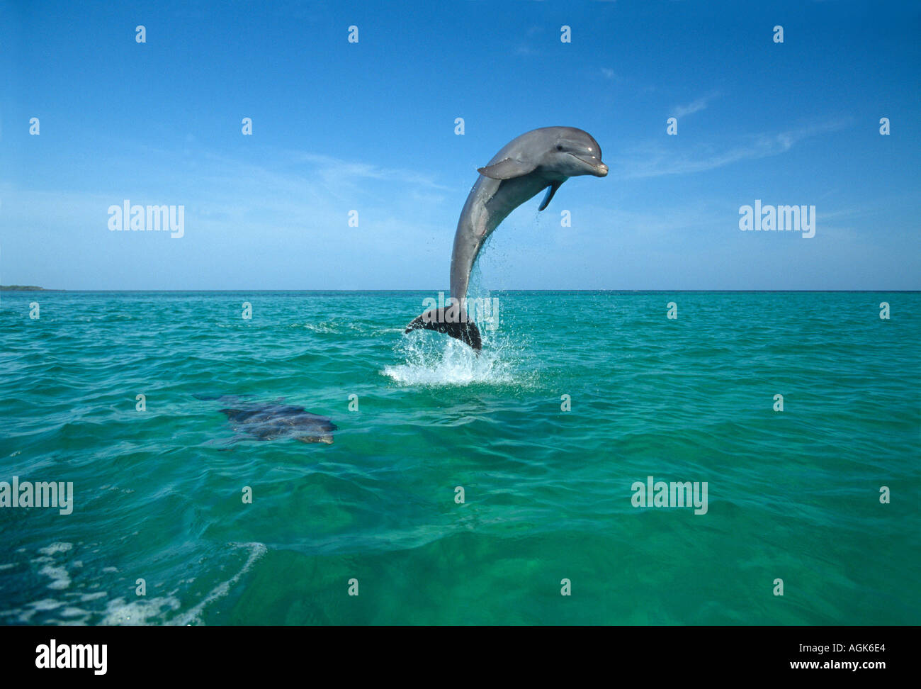 Bottle nosed Dolphin jumping Honduras Central America Stock Photo - Alamy