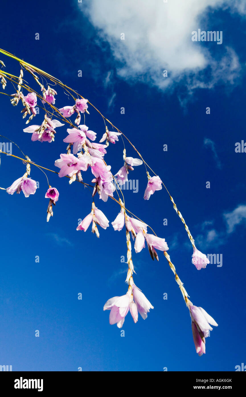 Summer flowers in Holehird gardens, Windermere, Cumbria, UK Stock Photo ...