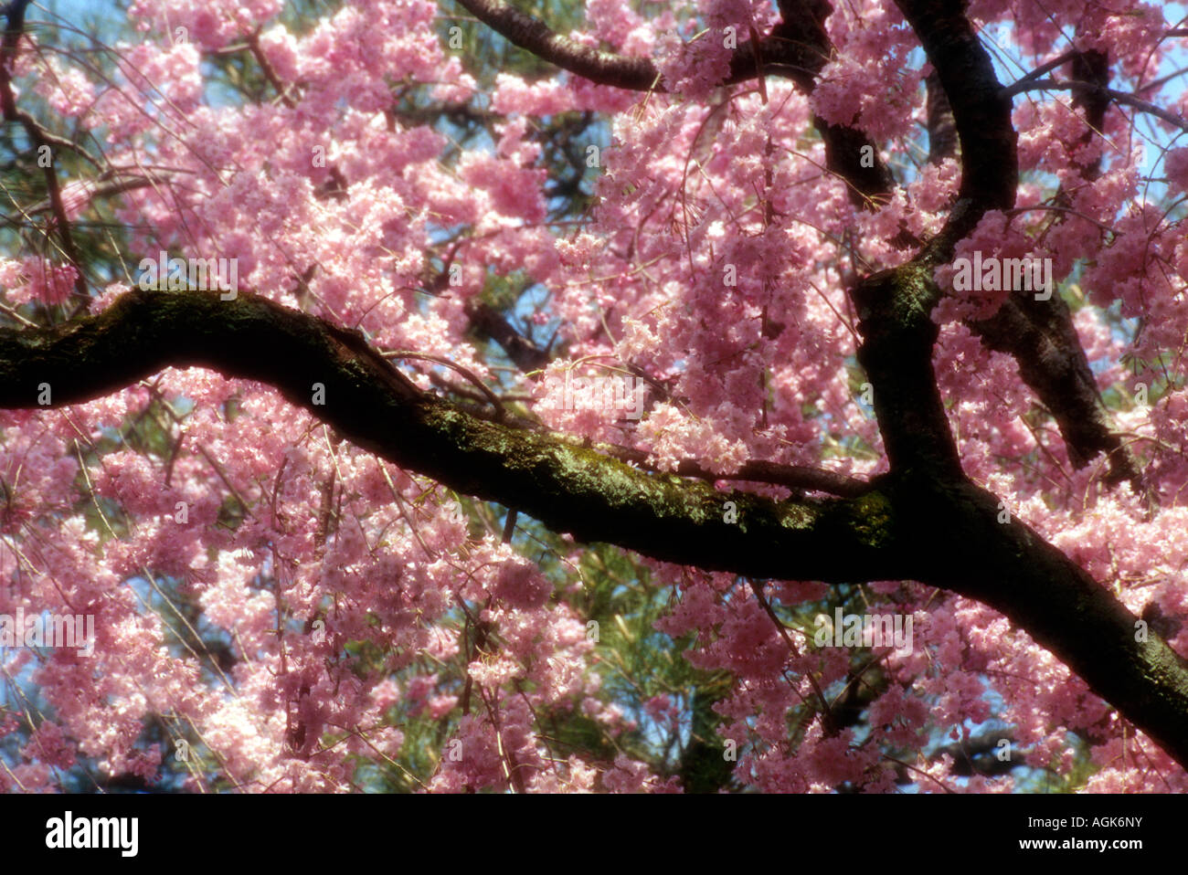 Asia, Japan, Tokyo. Cherry blossom tree in bloom in springtime Stock ...