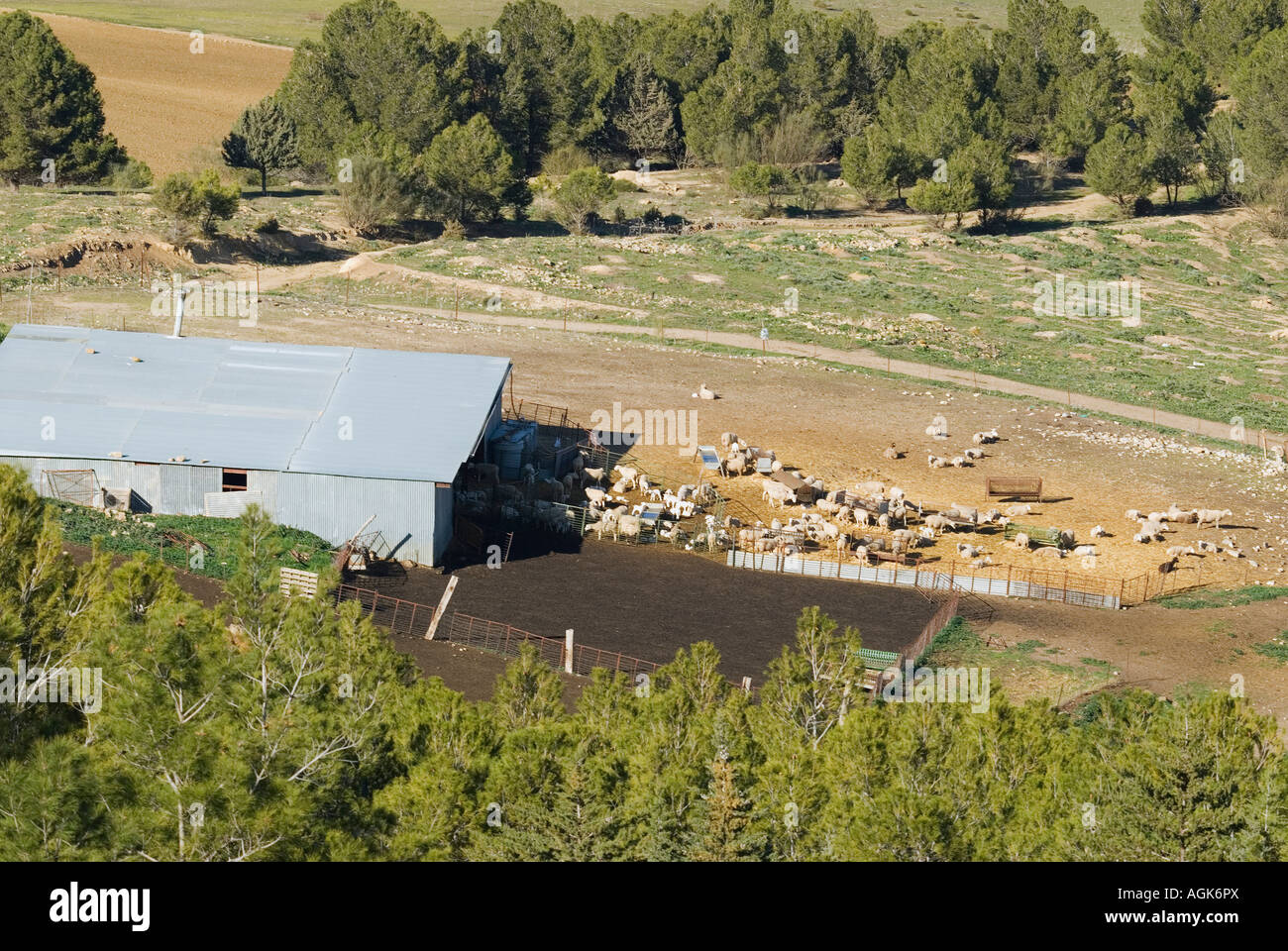 Goat Farm in Andalusia, Spain Stock Photo - Alamy